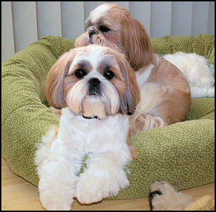 Mr Foo's Shih Tzu of Indiana, Kentucky, Missouri, Illinios, Ohio ...