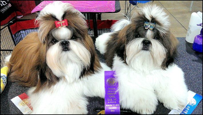 Mr Foo's Shih Tzu of Indiana, Kentucky, Missouri, Illinios, Ohio ...