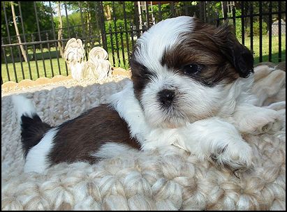 Mr Foo's Shih Tzu of Indiana, Kentucky, Missouri, Illinios, Ohio ...