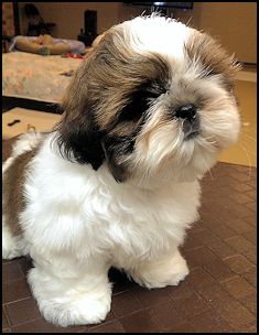 Mr Foo's Shih Tzu of Indiana, Kentucky, Missouri, Illinios, Ohio ...