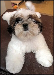 Mr Foo's Shih Tzu of Indiana, Kentucky, Missouri, Illinios, Ohio ...
