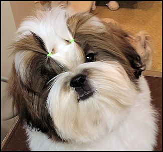Mr Foo's Shih Tzu of Indiana, Kentucky, Missouri, Illinios, Ohio ...
