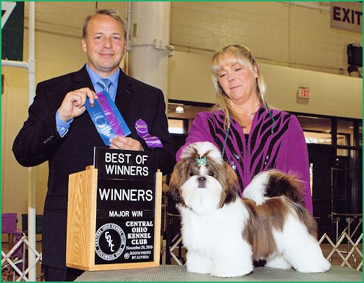 Mr Foo's Shih Tzu of Indiana, Kentucky, Missouri, Illinios, Ohio ...
