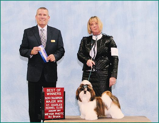 Mr Foo's Shih Tzu of Indiana, Kentucky, Missouri, Illinios, Ohio ...