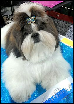 Mr Foo's Shih Tzu of Indiana, Kentucky, Missouri, Illinios, Ohio ...