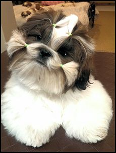 Mr Foo's Shih Tzu of Indiana, Kentucky, Missouri, Illinios, Ohio ...