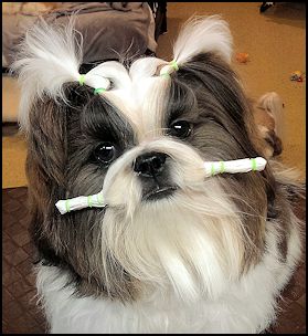 Mr Foo's Shih Tzu of Indiana, Kentucky, Missouri, Illinios, Ohio ...