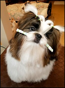 Mr Foo's Shih Tzu of Indiana, Kentucky, Missouri, Illinios, Ohio ...