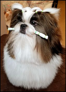 Mr Foo's Shih Tzu of Indiana, Kentucky, Missouri, Illinios, Ohio ...