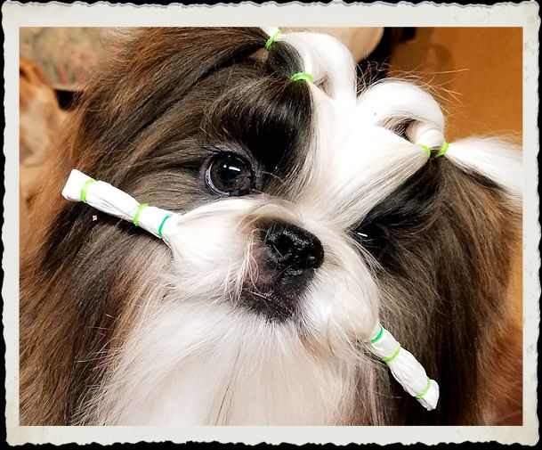 Mr Foo's Shih Tzu of Indiana, Kentucky, Missouri, Illinios, Ohio ...
