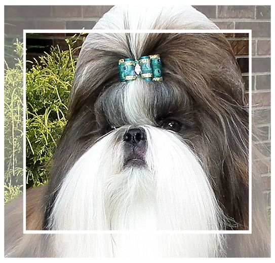 Mr Foo's Shih Tzu of Indiana, Kentucky, Missouri, Illinios, Ohio ...