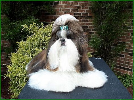 Mr Foo's Shih Tzu of Indiana, Kentucky, Missouri, Illinios, Ohio ...
